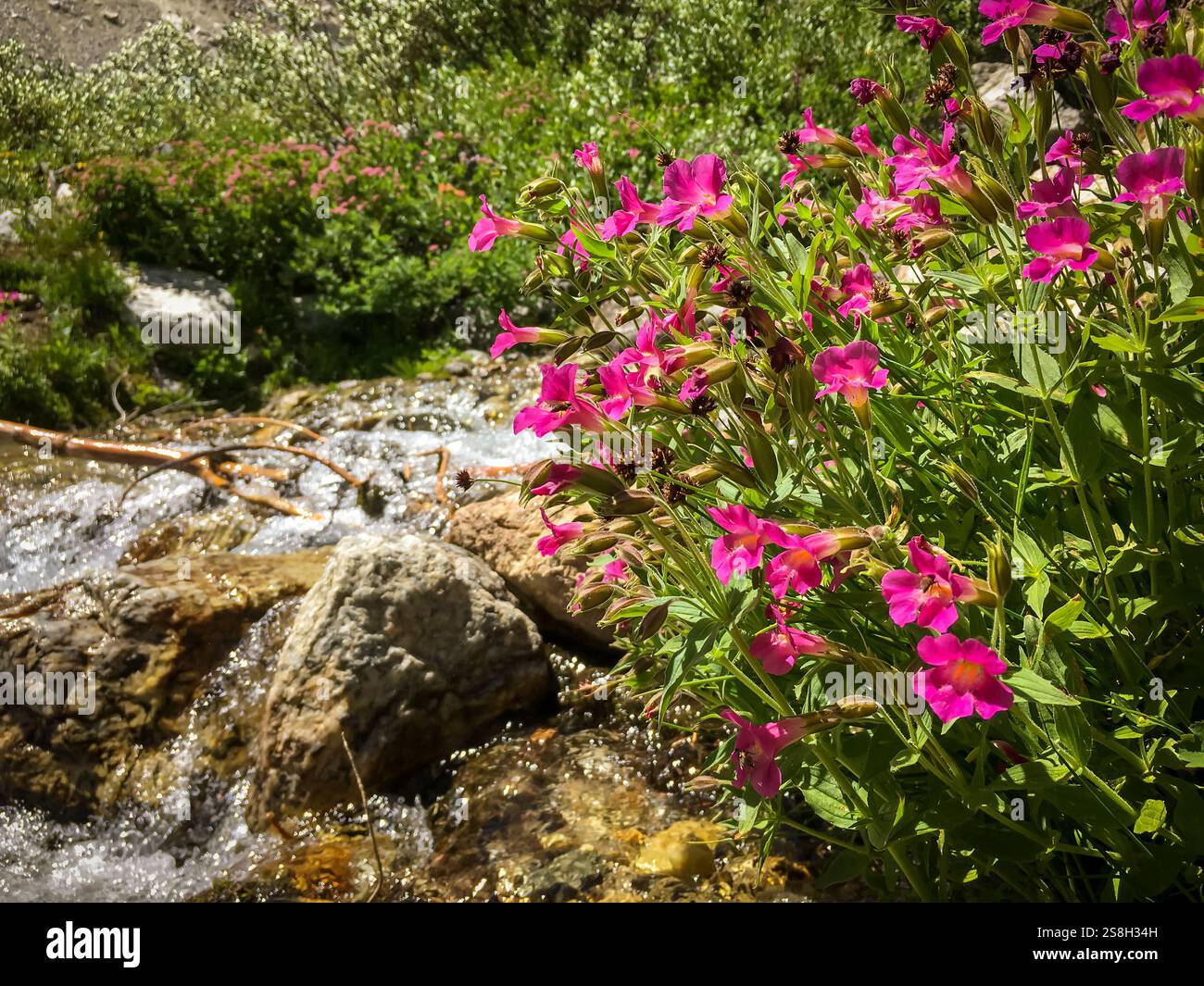 Pink Wild Flowers by a Mountain Stream Stock Photo - Alamy