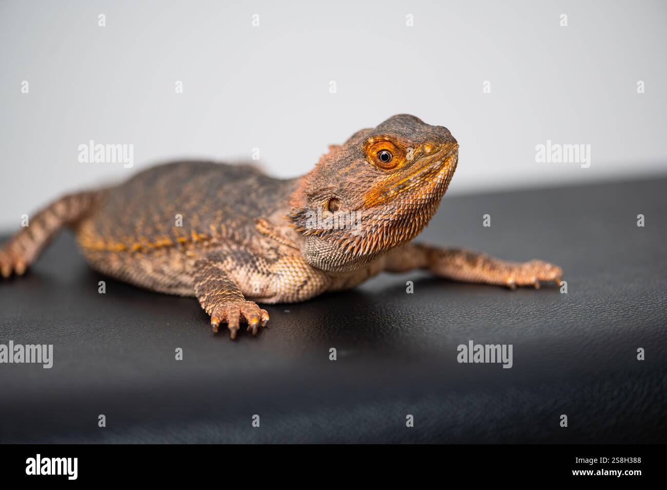 Bearded dragon resting on a log in warm, sandy habitat Stock Photo - Alamy
