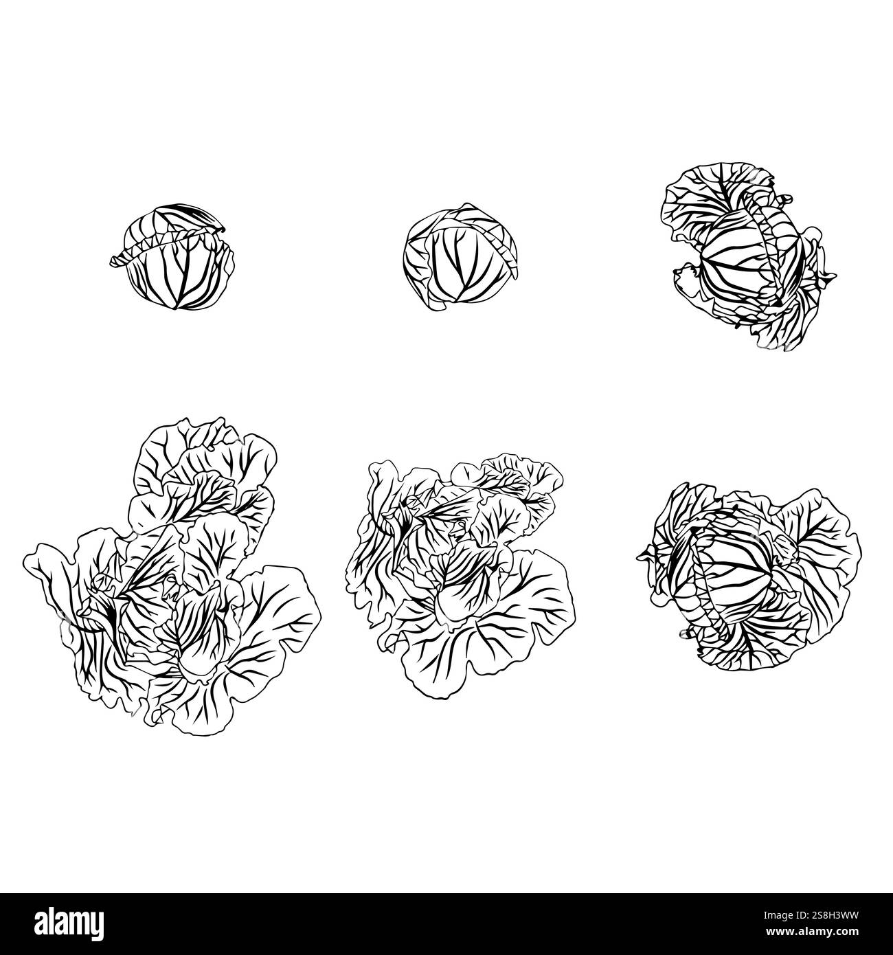 Large set of cabbage heads. Doodle style. Vector illustration isolated ...