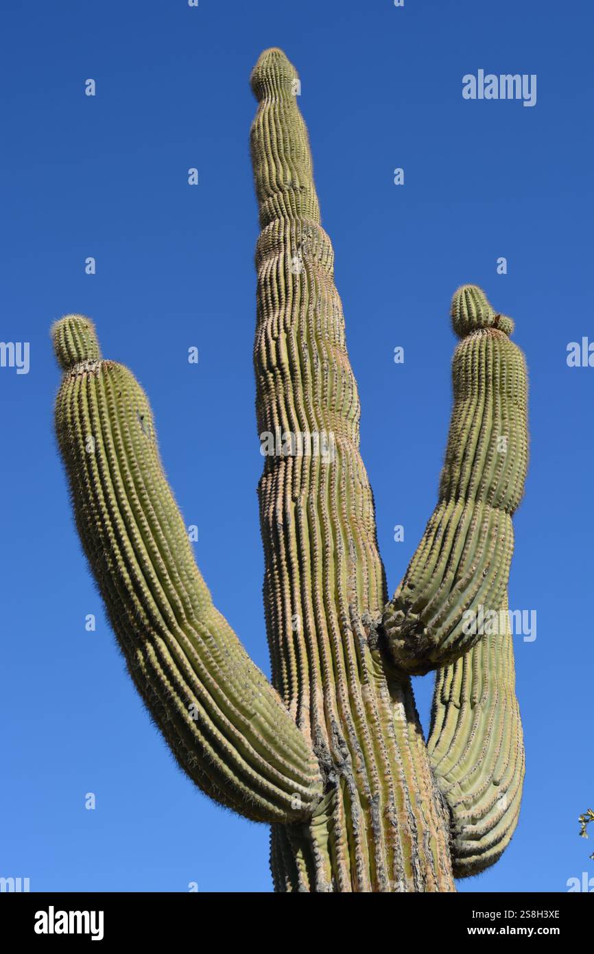 Branches saguaro cactus carnegiea hi-res stock photography and images - Alamy