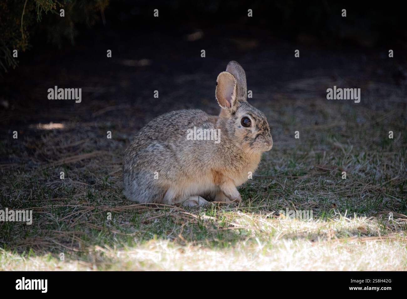 Side profile of a sitting rabbit Stock Photo - Alamy