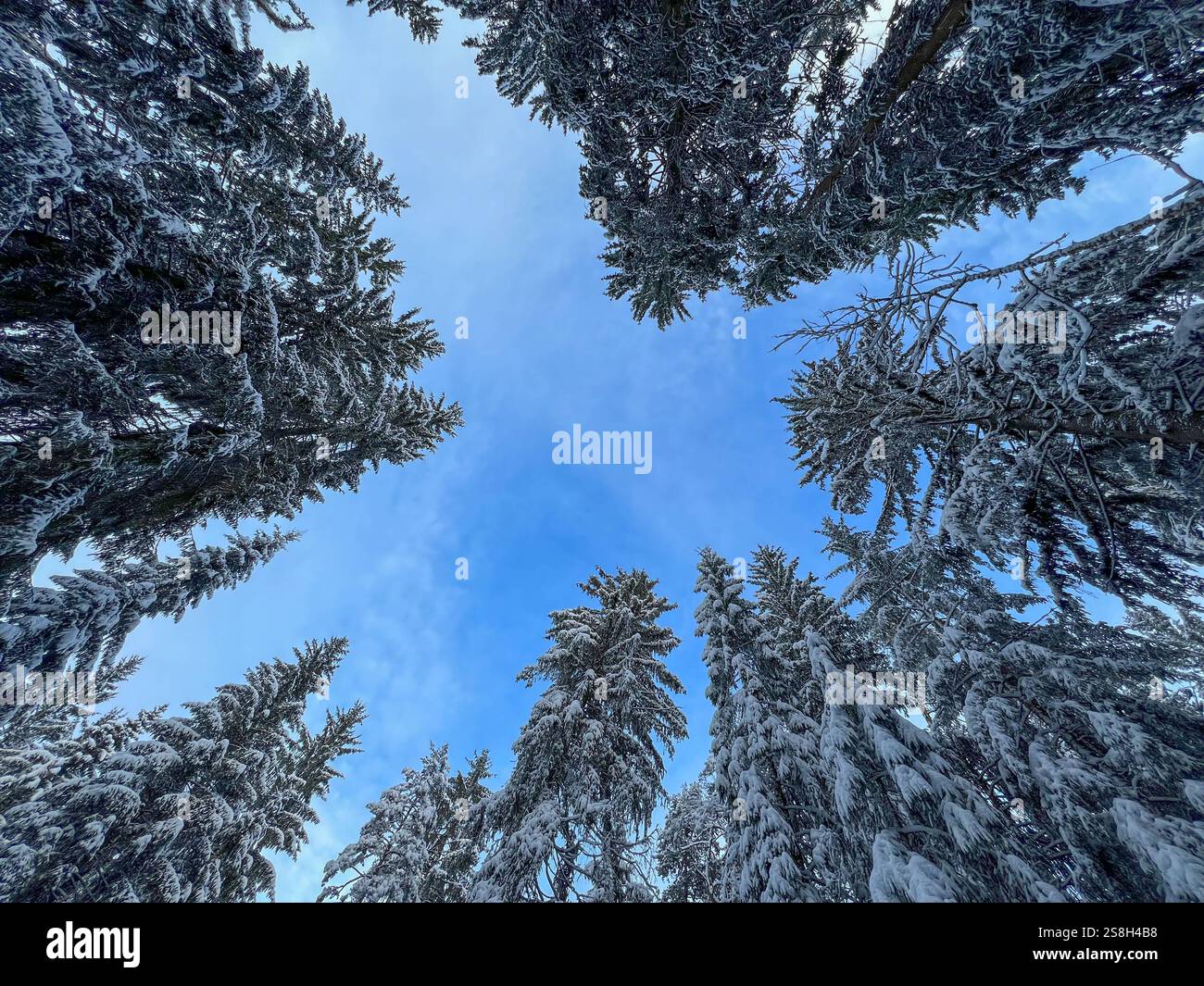 Winter, Tannen, Schnee, Hochschwarzwald, blauer Himmel ...
