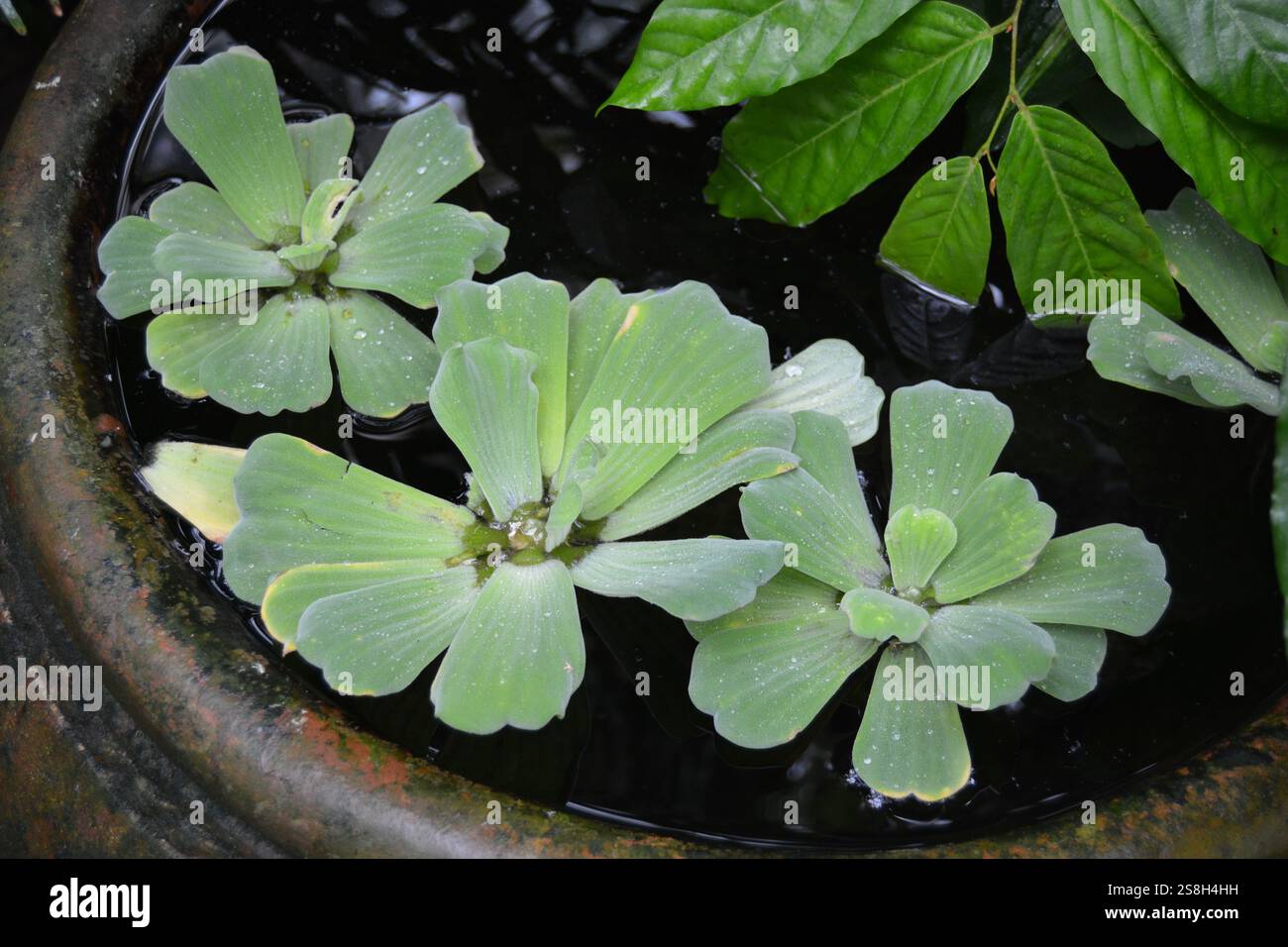 Water Lettuce Plant Pistia Stratiotes Stock Photo - Alamy