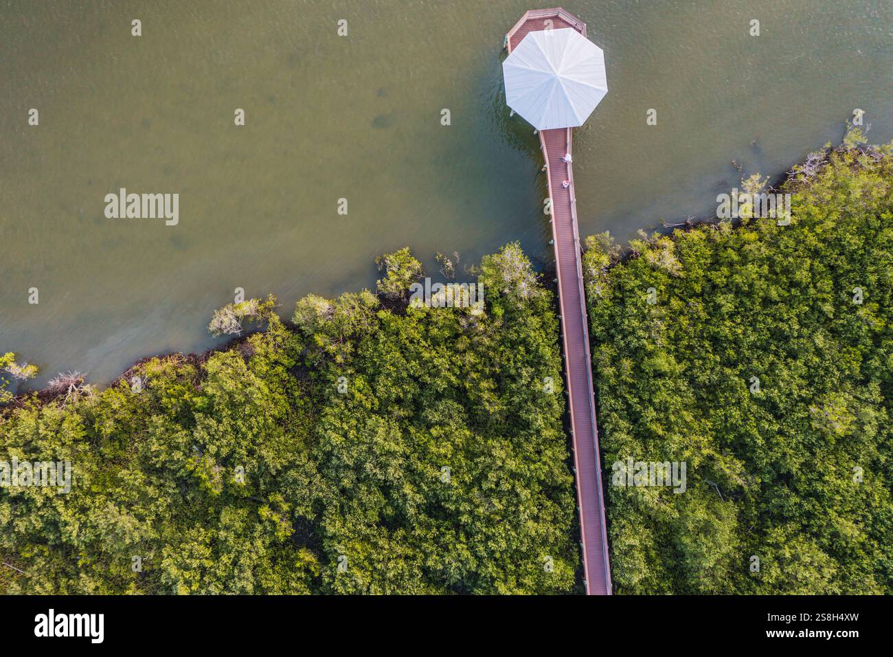 Aerial of black mangrove (Avicennia germinans) swamp with a wooden ...