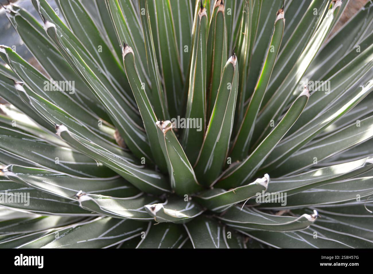 Queen Victoria Agave Plant Stock Photo - Alamy