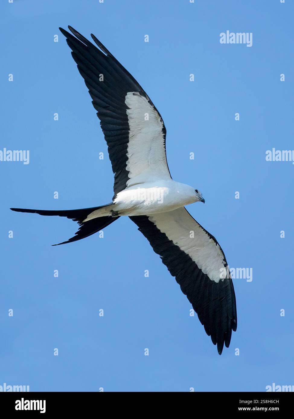 Swallow-tailed Kite in the sky Stock Photo - Alamy