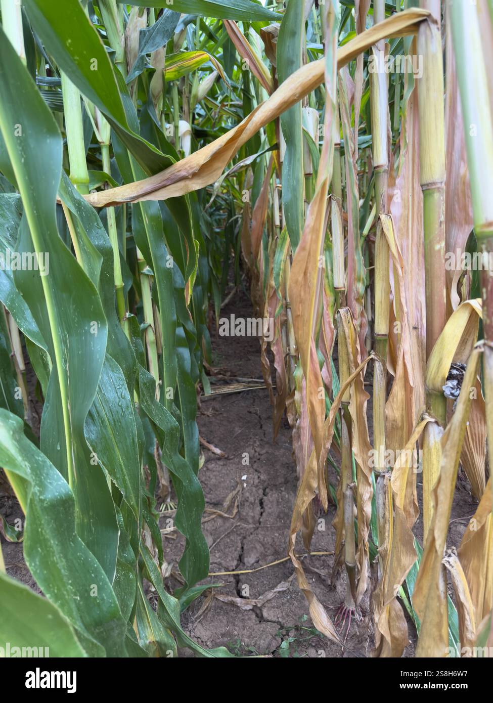 A view down a narrow aisle between rows of corn plants. Healthy green ...