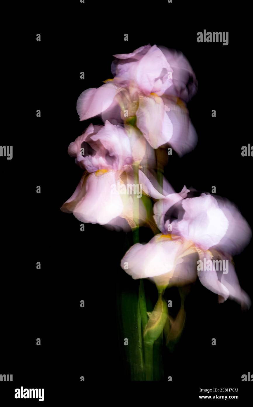 Soft-focus image of white irises with a subtle motion blur effect on a ...