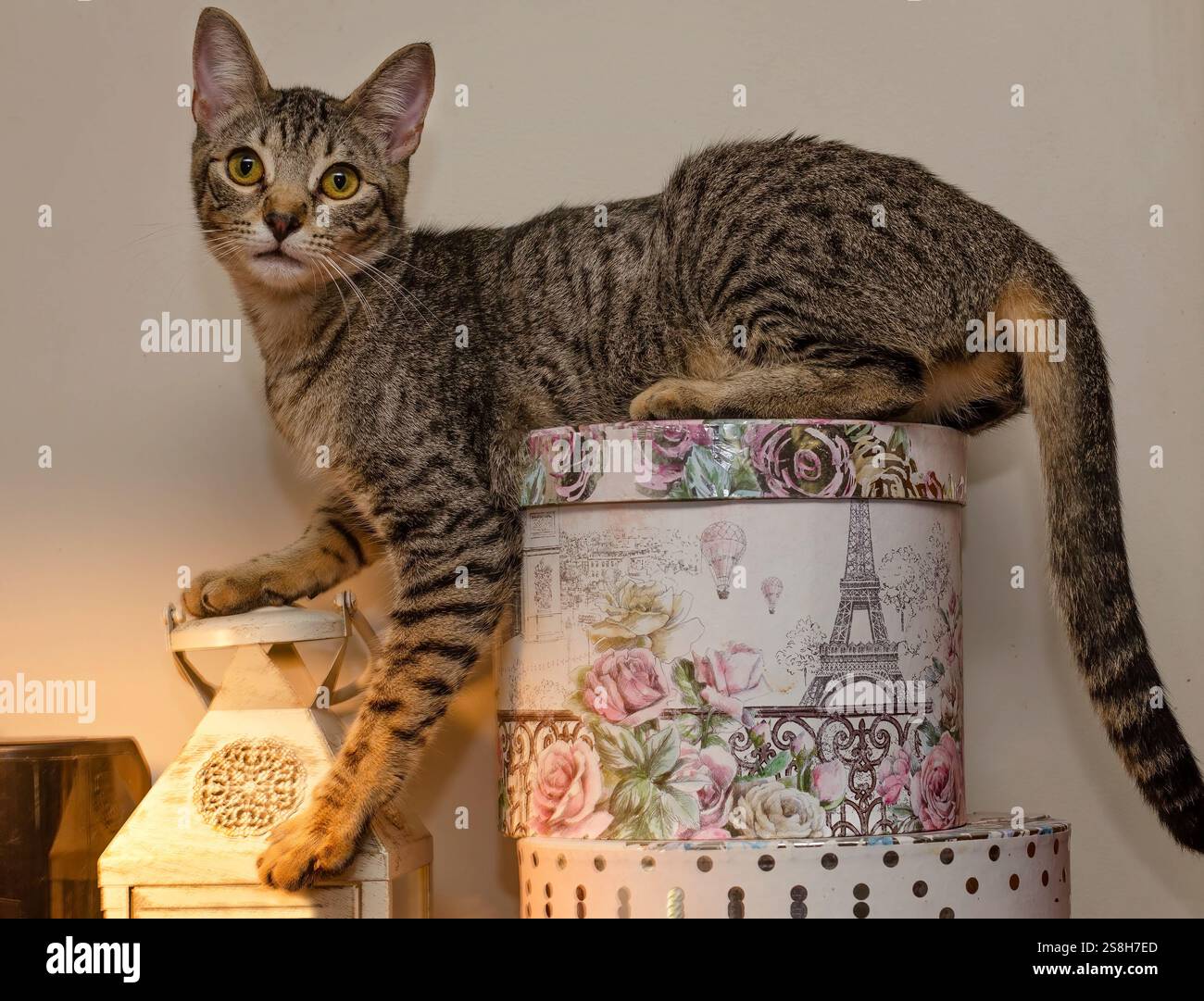 Teddybear, an eight-month-old tabby kitten, is pictured, Jan. 3, 2025 ...