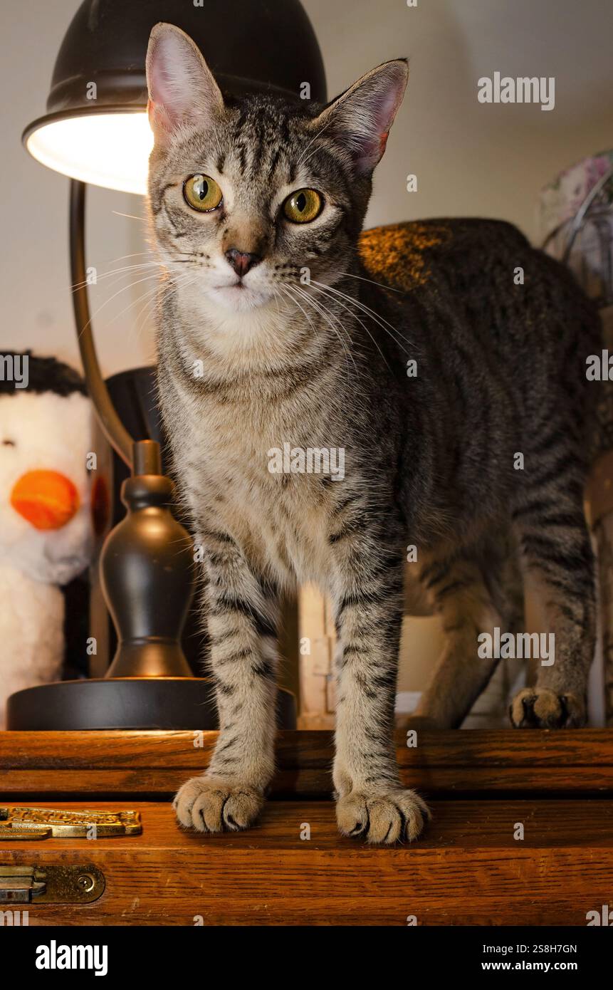 Teddybear, an eight-month-old tabby kitten, is pictured, Jan. 3, 2025 ...