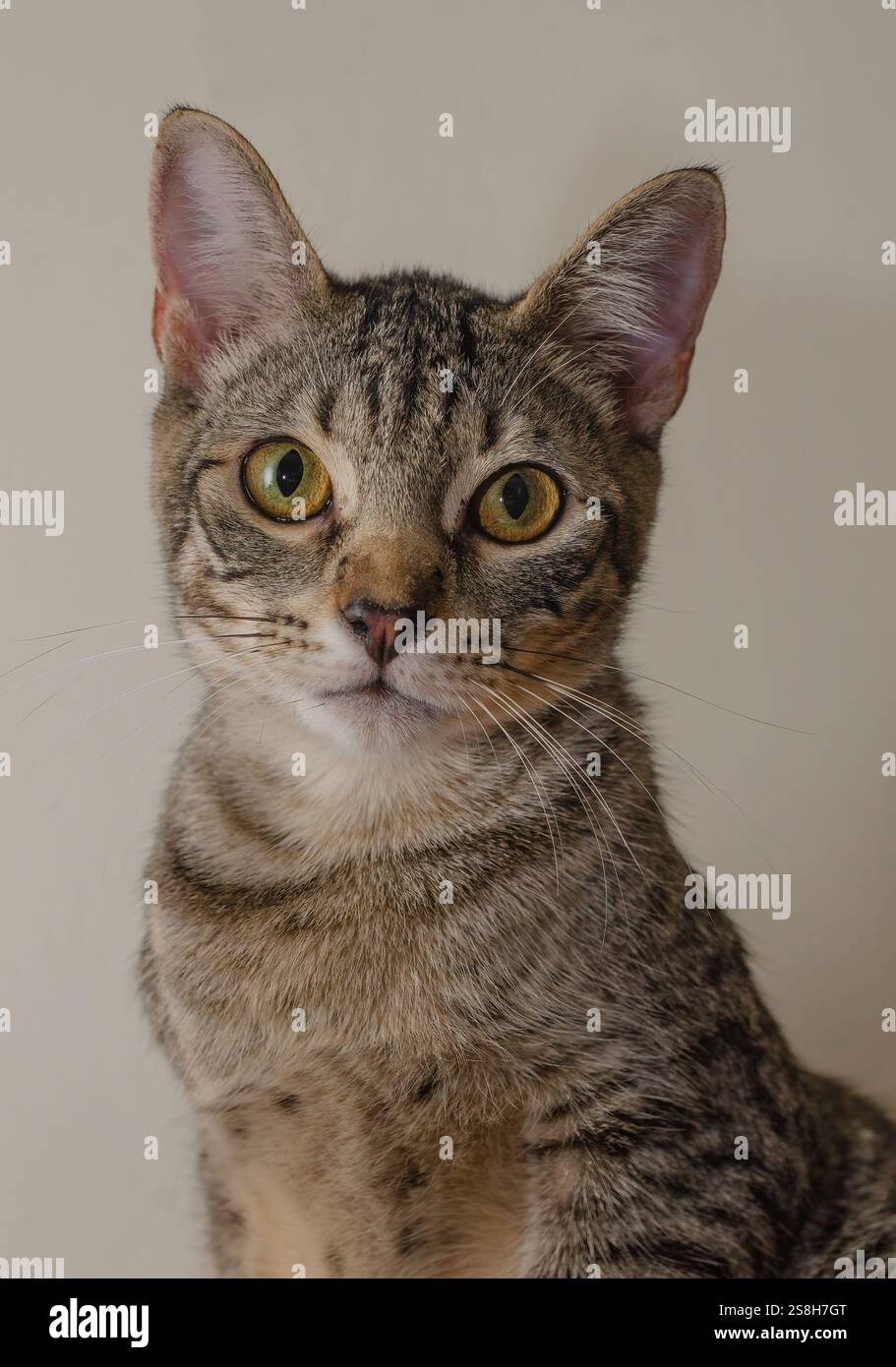 Teddybear, an eight-month-old tabby kitten, is pictured, Jan. 3, 2025 ...