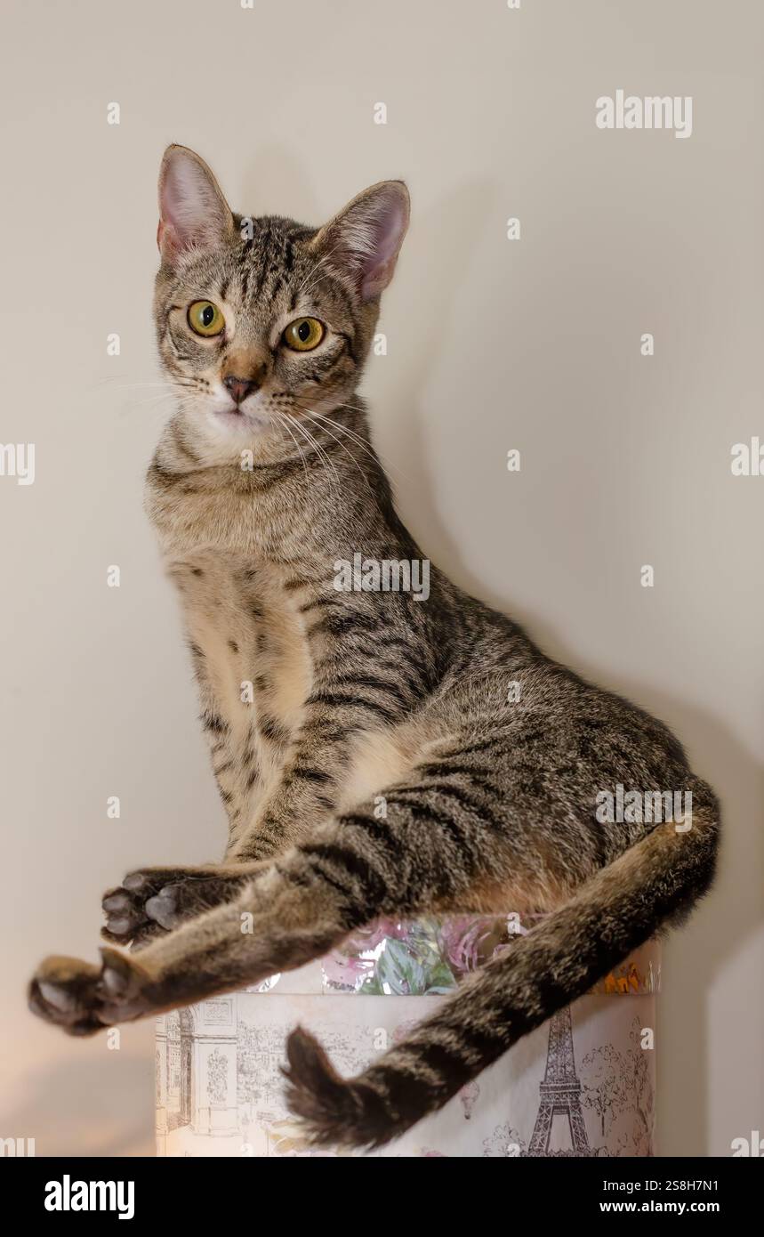 Teddybear, an eight-month-old tabby kitten, is pictured, Jan. 3, 2025 ...