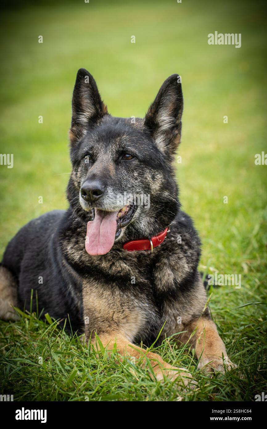 ‘Brandy’ Ricky Gervais’ K9 co-star from After Life Credit: Mark ...