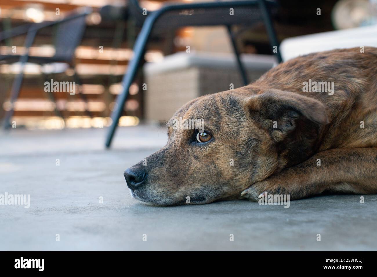 Domestic pet life hi-res stock photography and images - Alamy