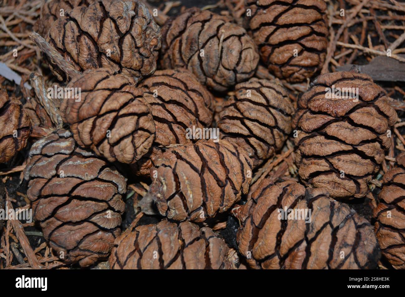 Giant redwood tree cones hi-res stock photography and images - Alamy