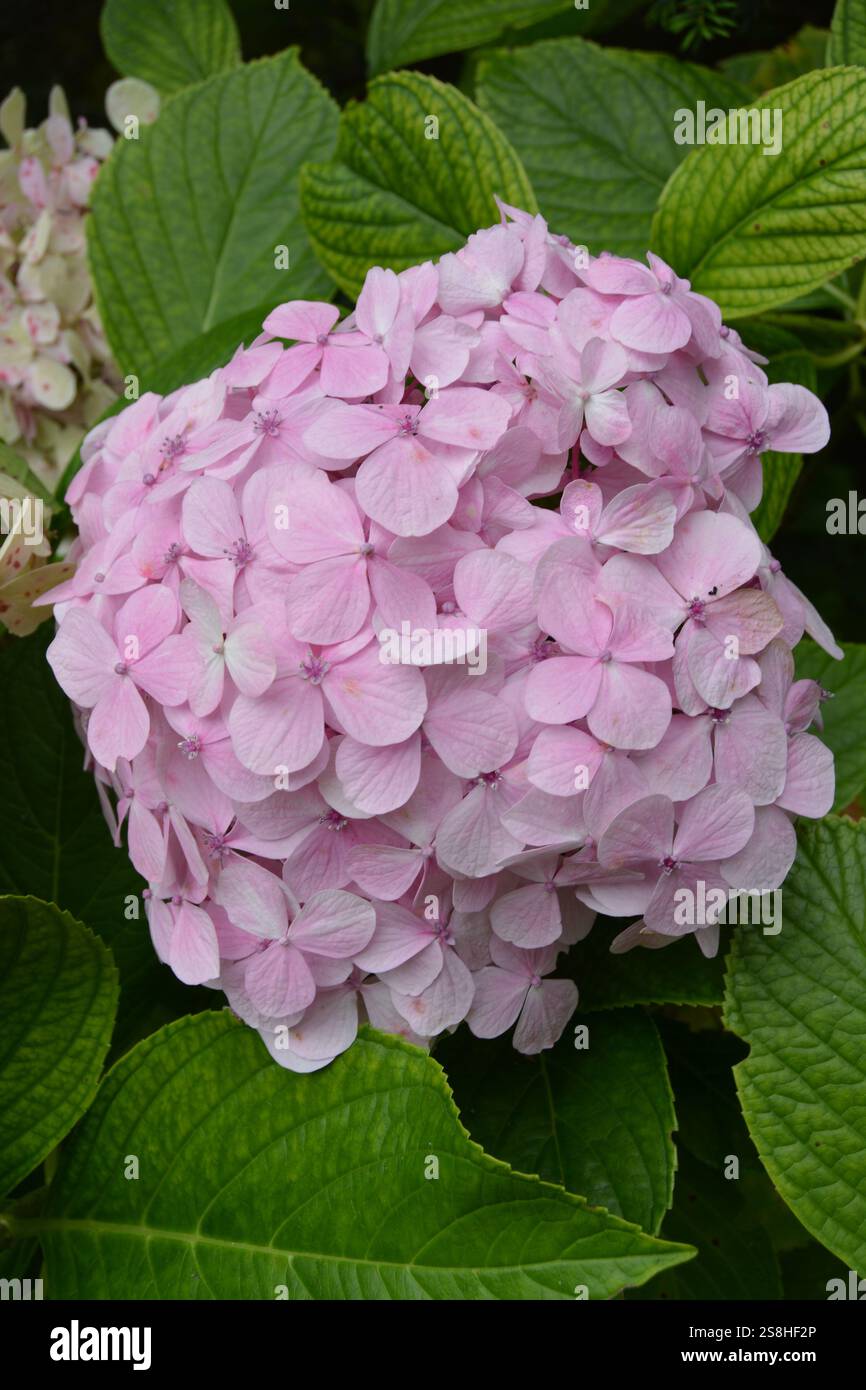 Pink Hydrangea Flowers Stock Photo - Alamy