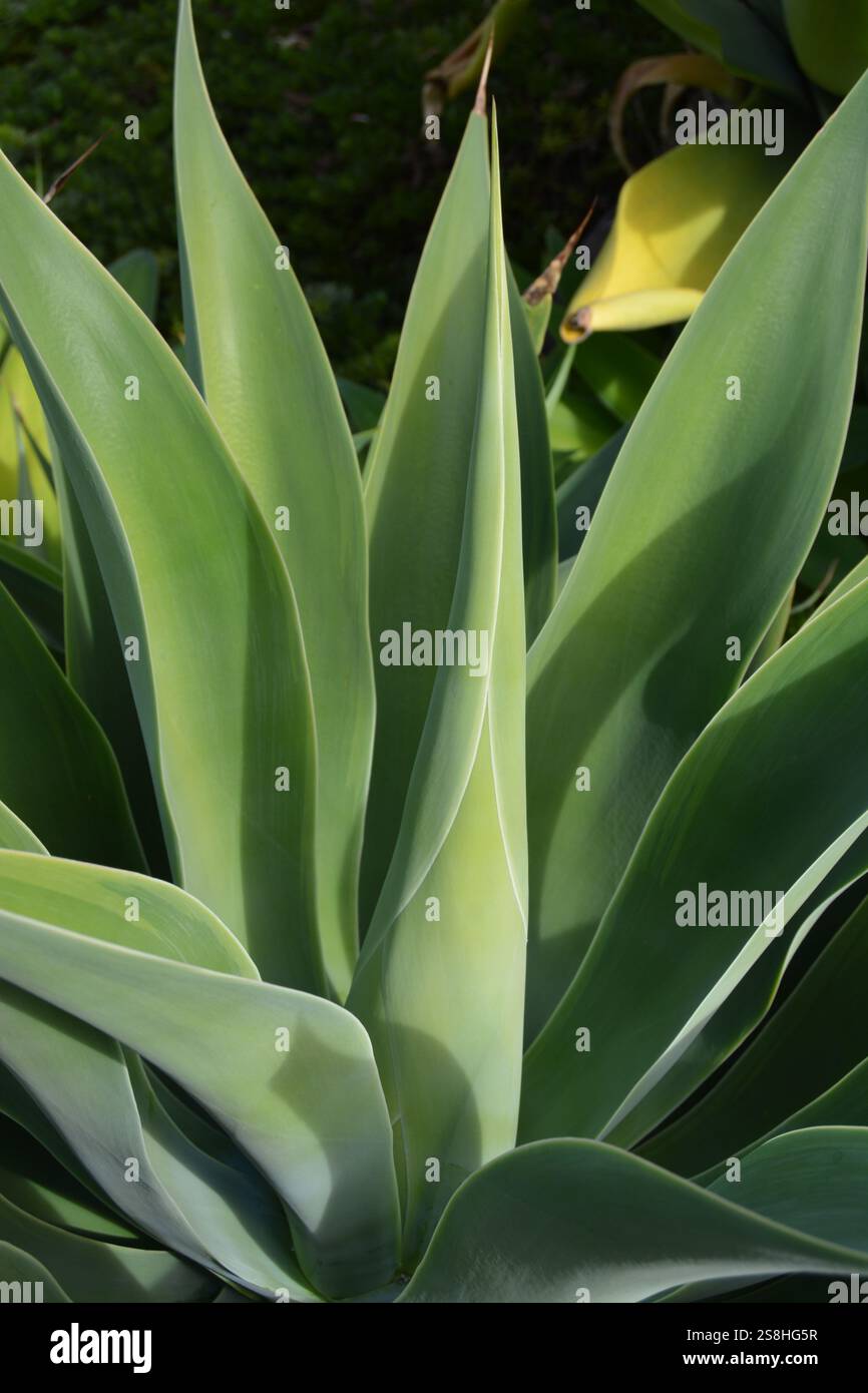 Foxtail Agave Agave Attenuata Stock Photo - Alamy