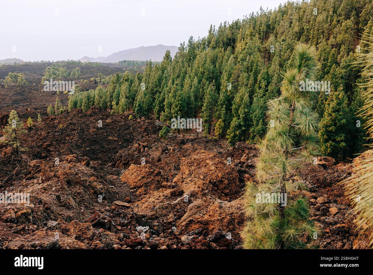 A volcanic landscape with patches of pine trees contrasting against ...