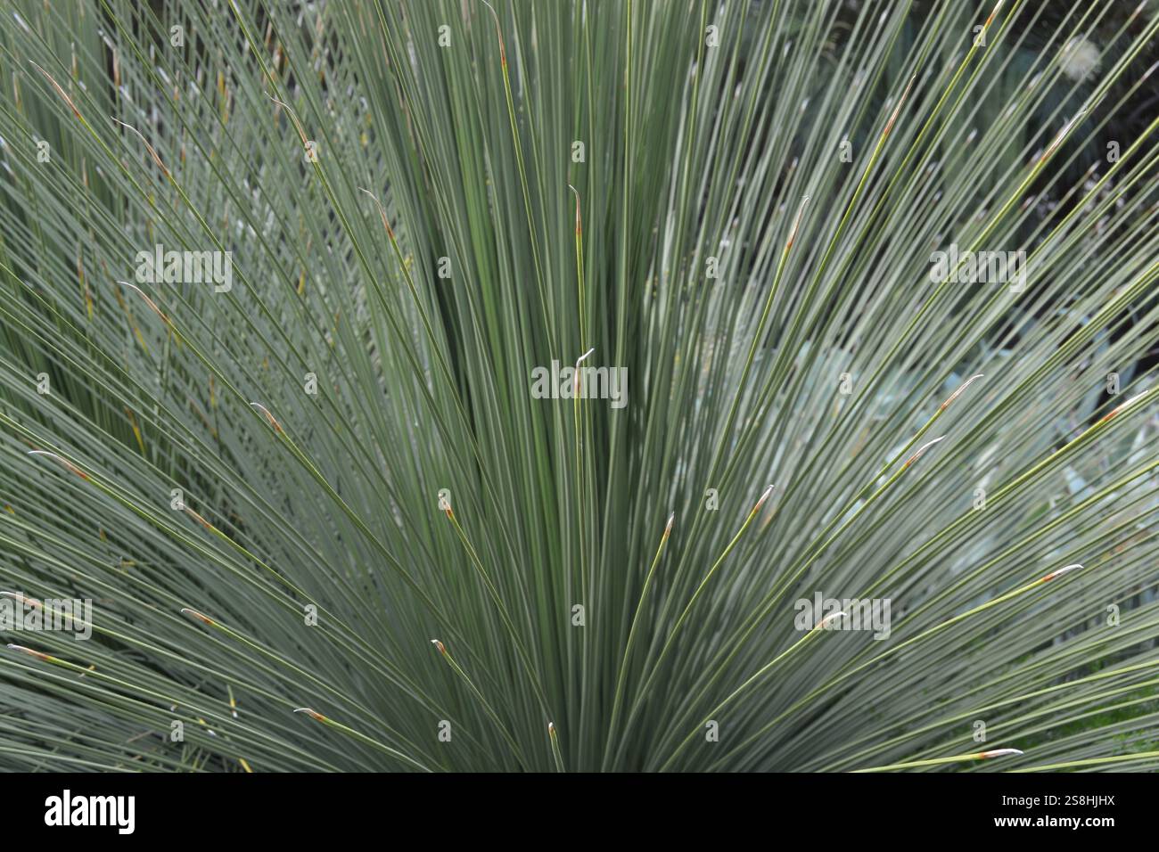 Mexican Grass Tree Dasylirion Longissimum Stock Photo - Alamy