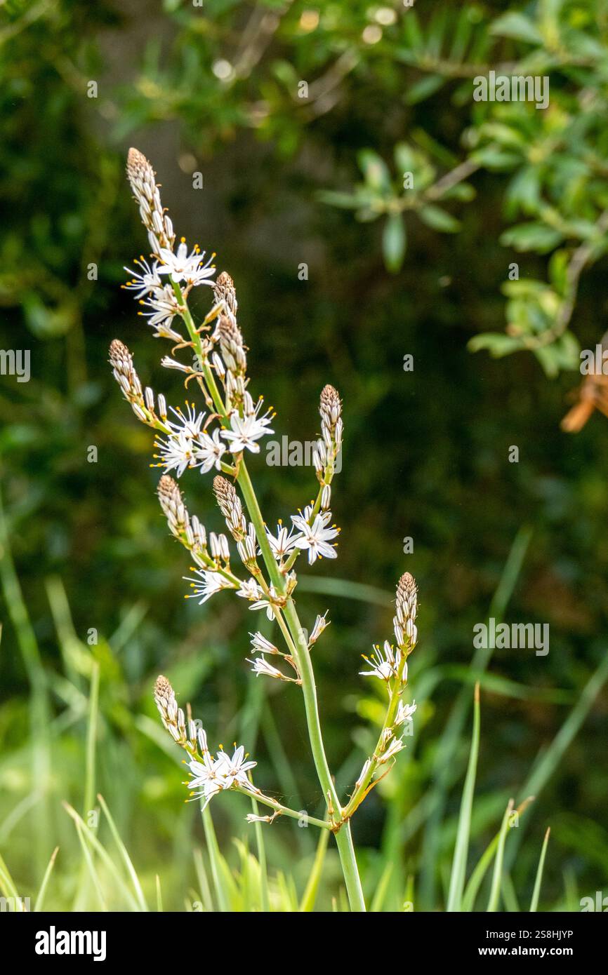 White affodil (Asphodelus albus), grass tree plant flower, Villanova ...