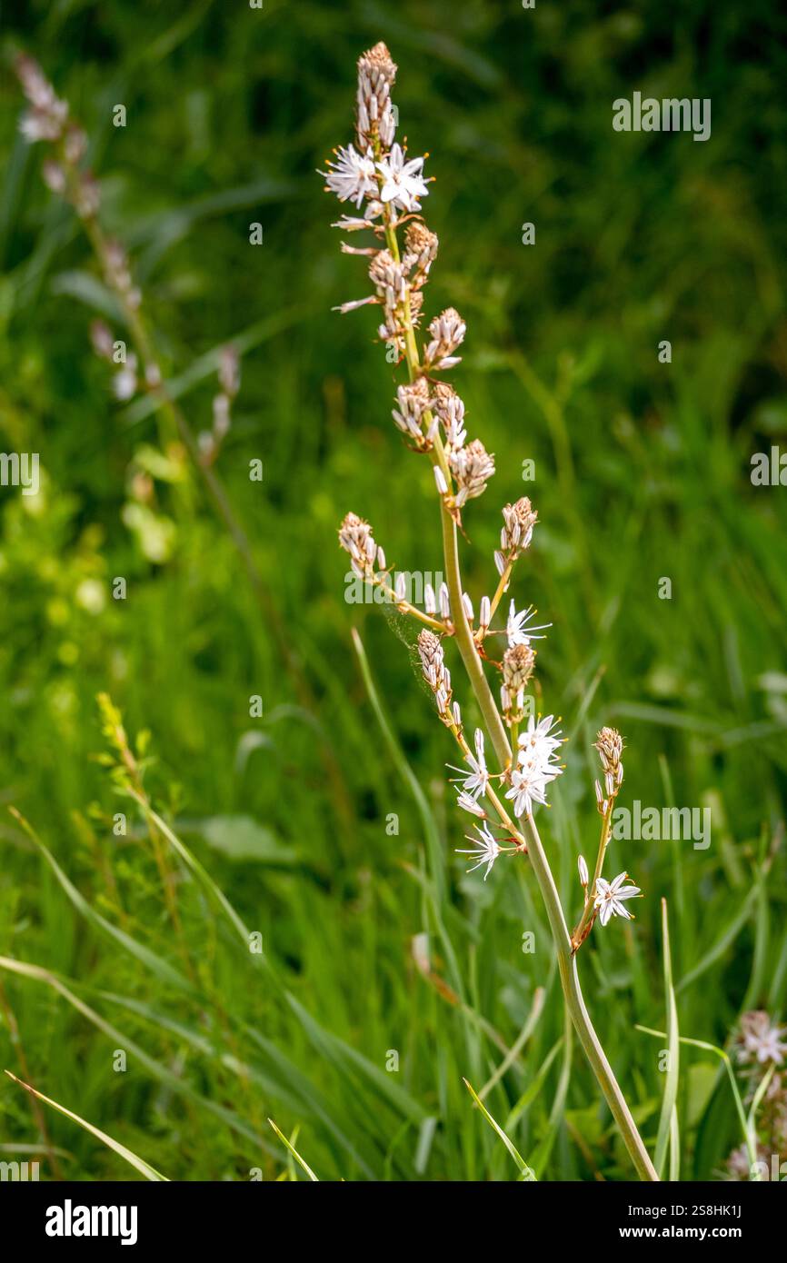 White affodil (Asphodelus albus), grass tree plant flower, Villanova ...