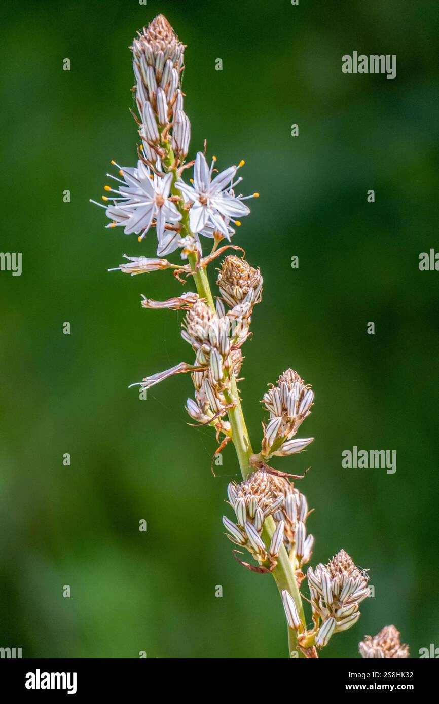 White affodil hi-res stock photography and images - Alamy