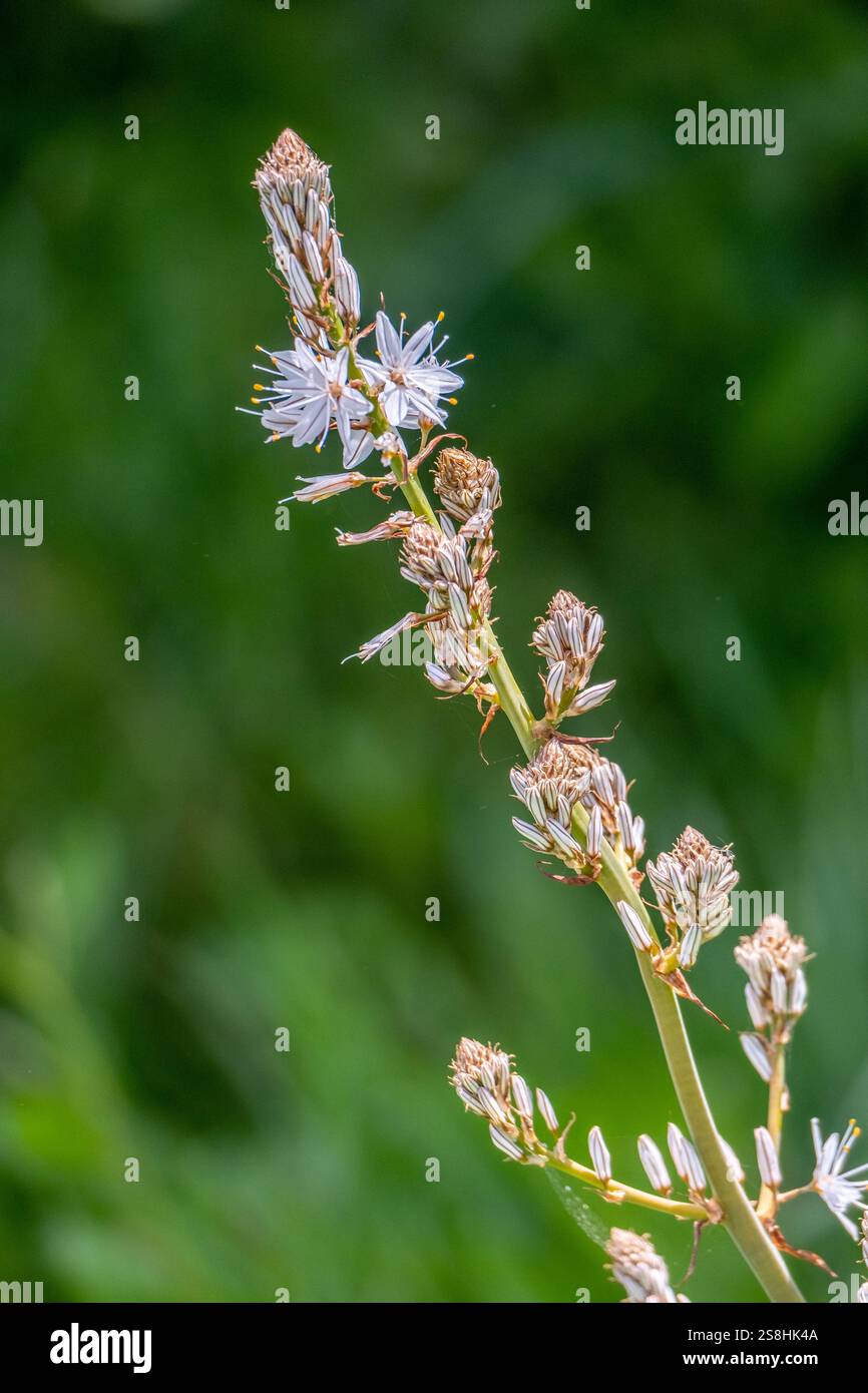White affodil (Asphodelus albus), grass tree plant flower, Villanova ...