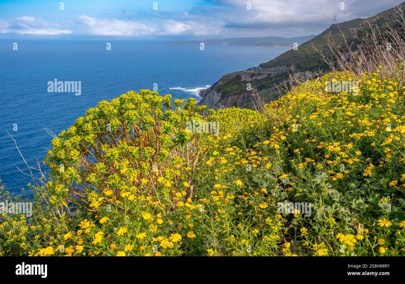 Marguerite (Leucanthemum) flower field on the coastal road by the sea ...