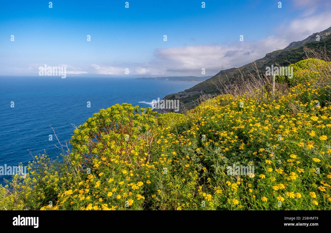 Marguerite (Leucanthemum) flower field on the coastal road by the sea ...