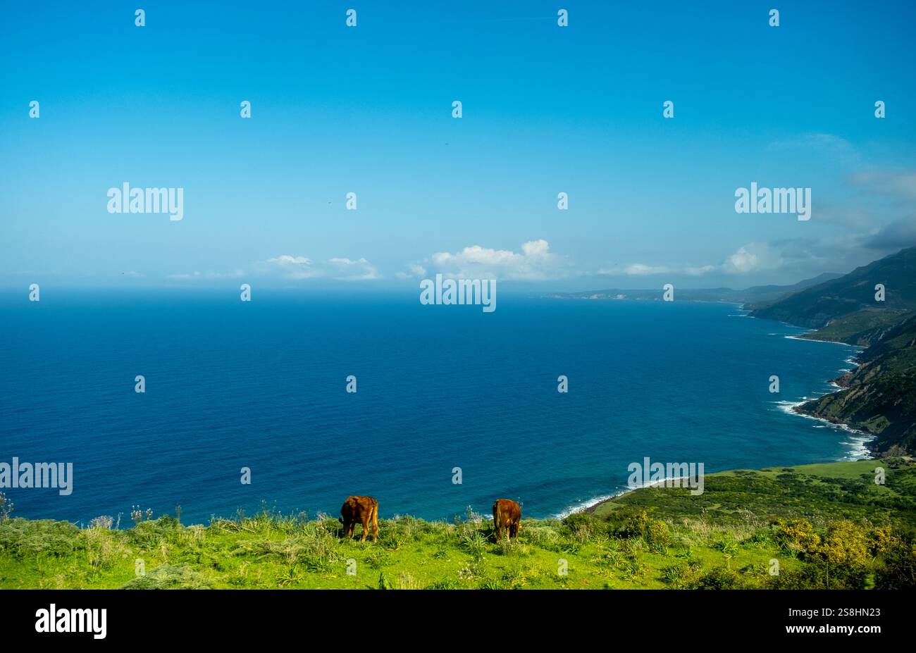 Mountainous coastal landscape by the sea, grazing cows and blue sky ...