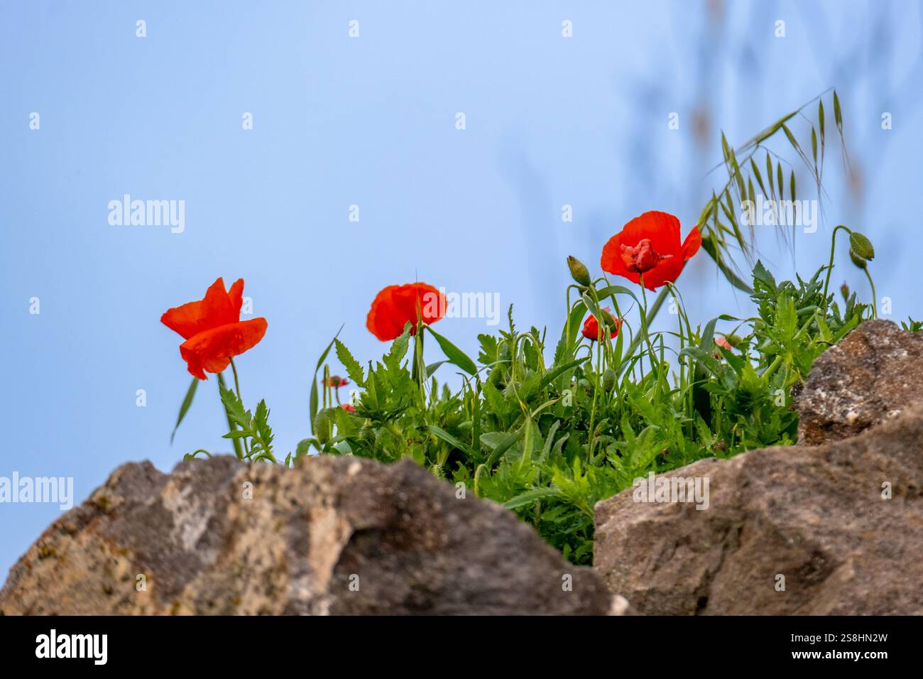 Poppies (Papaver) on the coastline, Bosa, Europe, Province of Oristano ...