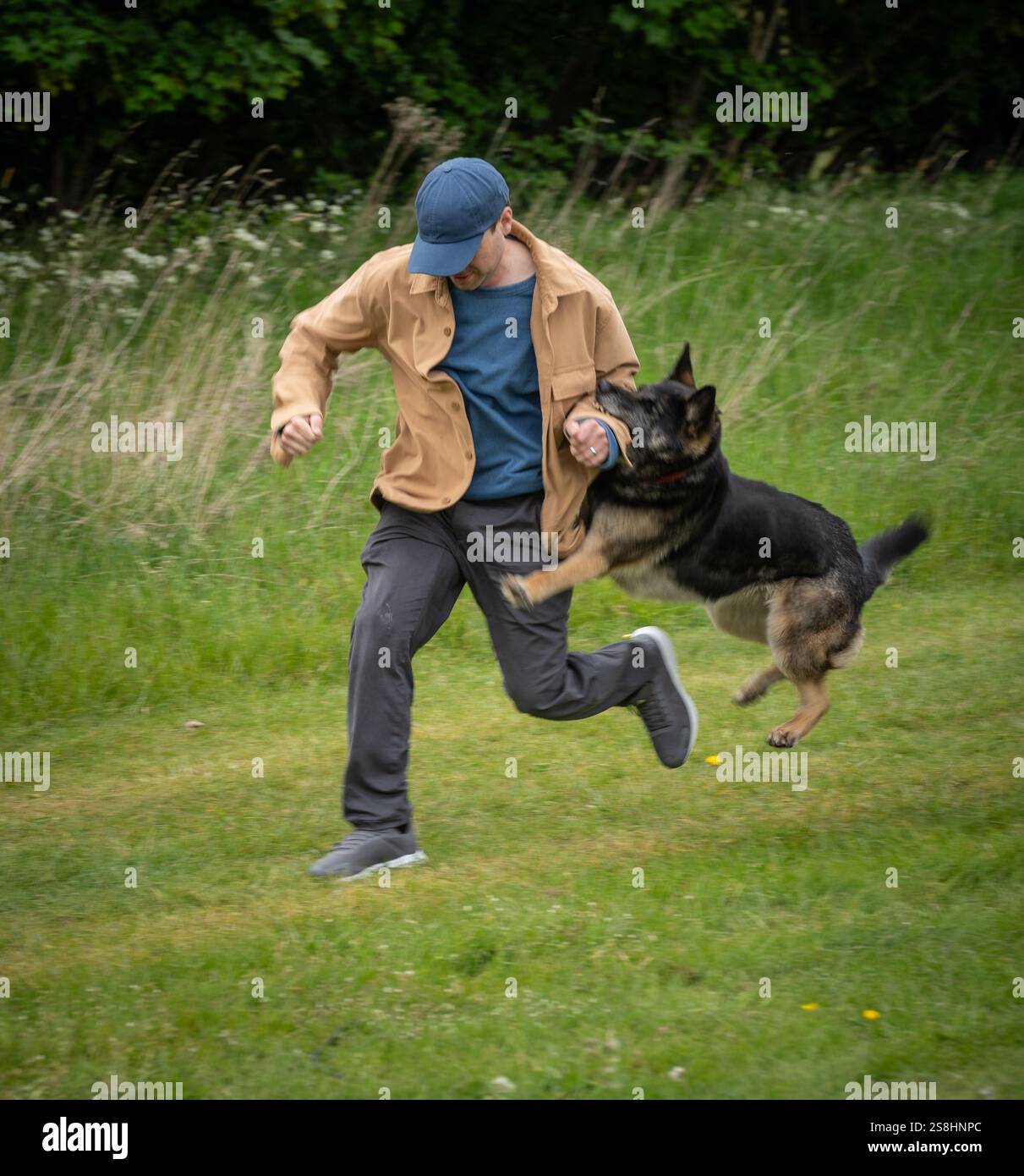 ‘Brandy’ Ricky Gervais’ K9 co-star from After Life. Seen here in am ...