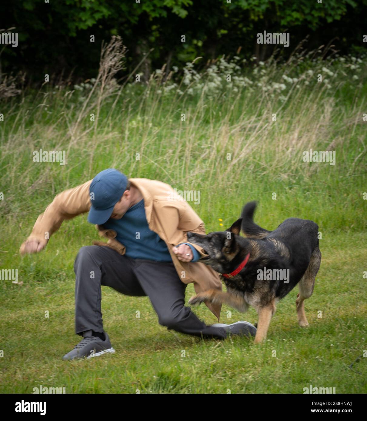 ‘Brandy’ Ricky Gervais’ K9 co-star from After Life. Seen here in am ...