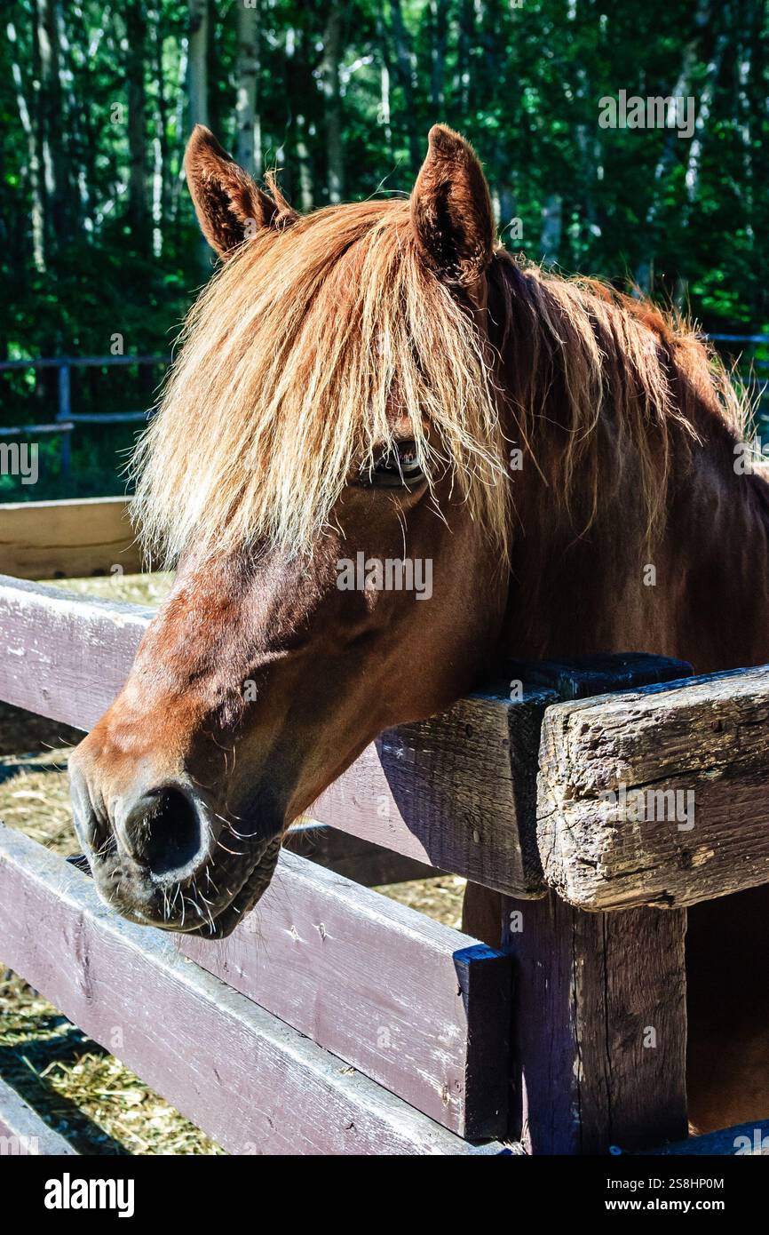 A brown horse with a white mane is standing in a pen. The horse is ...