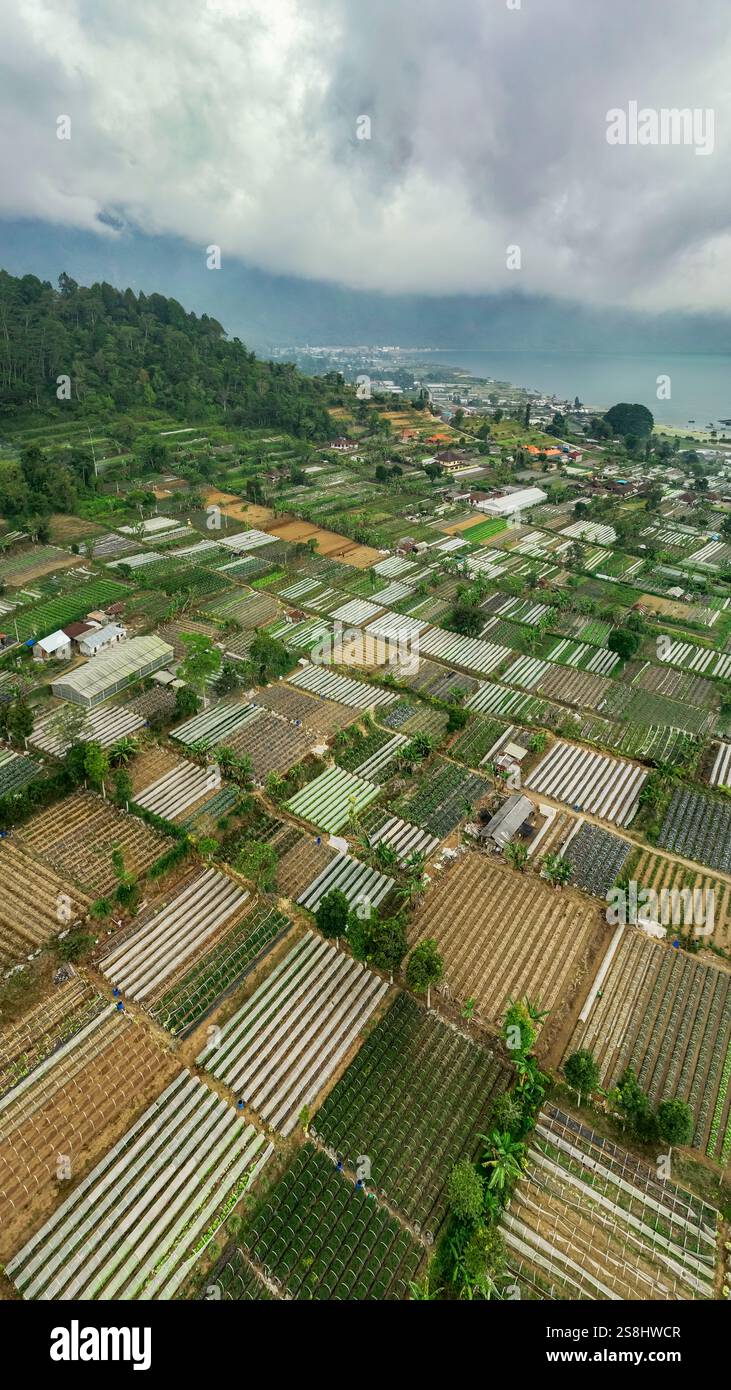 Vegetable plantations in the Bedugul area of Bali, Indonesia. Near ...