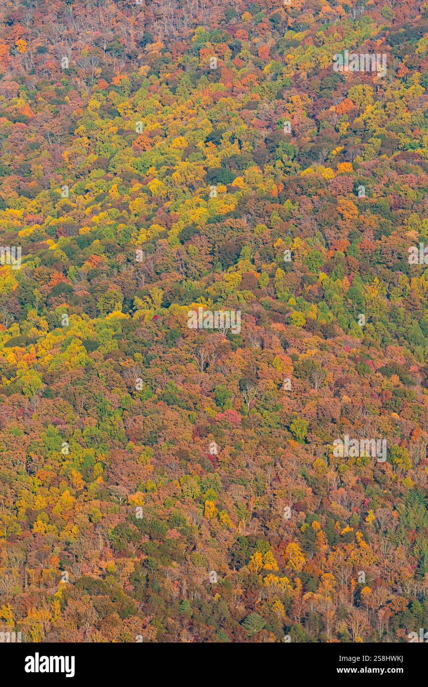 A vertical shot showcases the pretty fall colors and foliage of the ...
