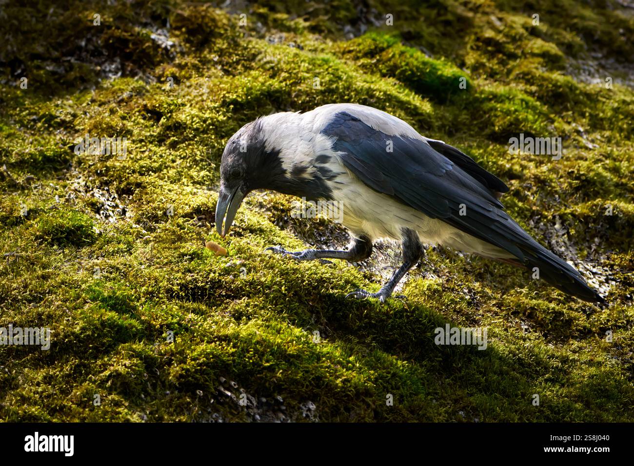Hooded Crow (Corvus cornix) is eating on an old mossy thatched roof ...