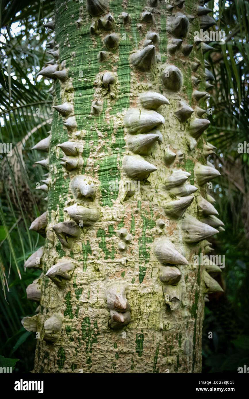 A tree with many spikes on it. The spikes are green and white. The tree ...