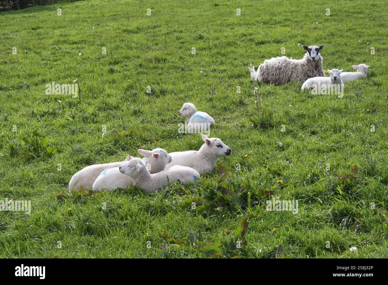 Lambs playing in a farm field in the Peak District, Derbyshire England ...