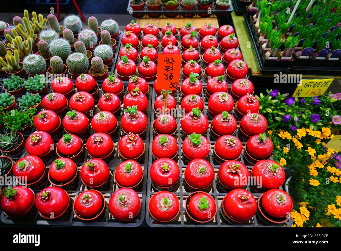 TAIPEI -10 JAN 2025- Lucky red radish plant for the Chinese lunar new ...