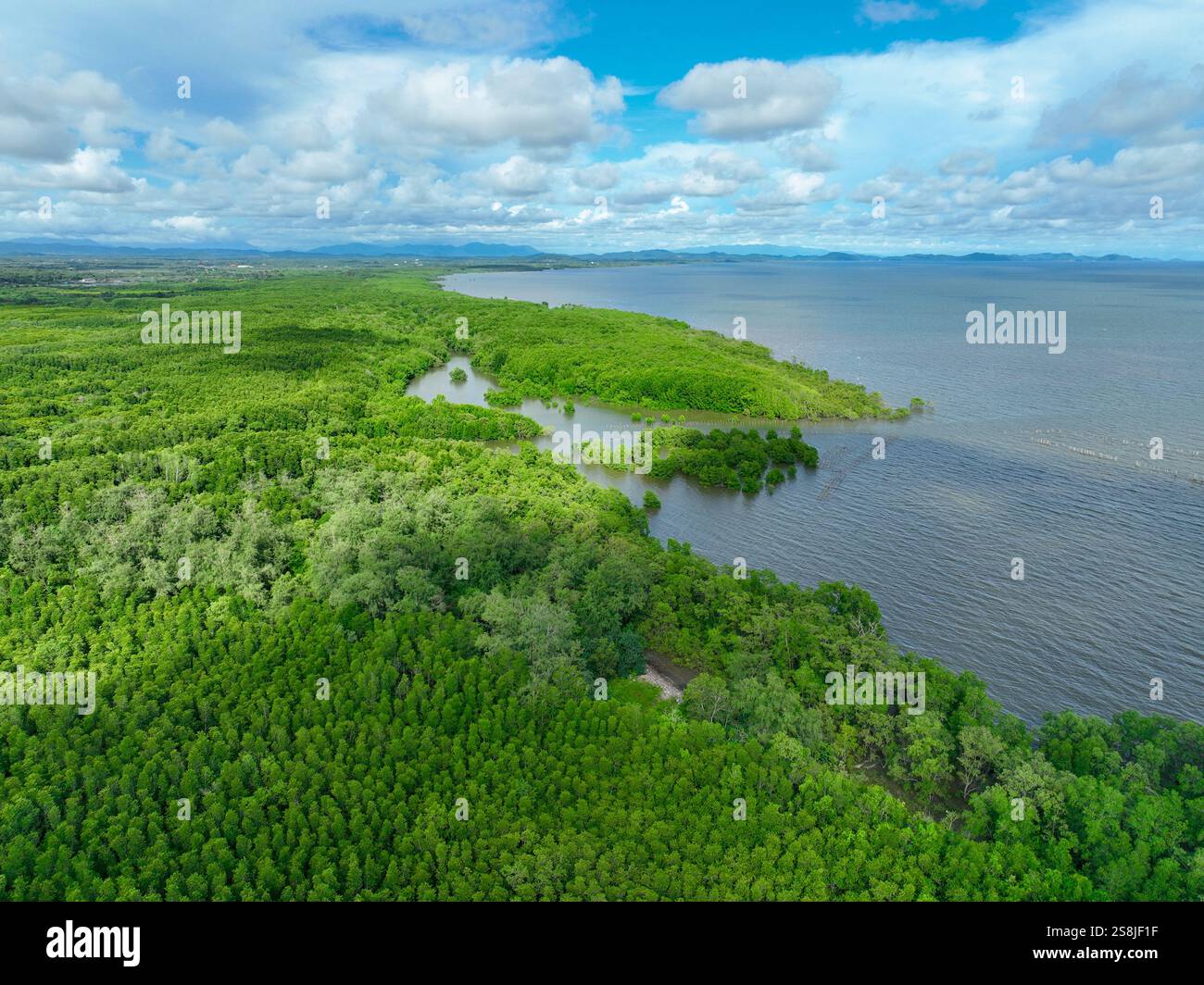 Lush green mangrove forest. Carbon sequestration and blue carbon ...