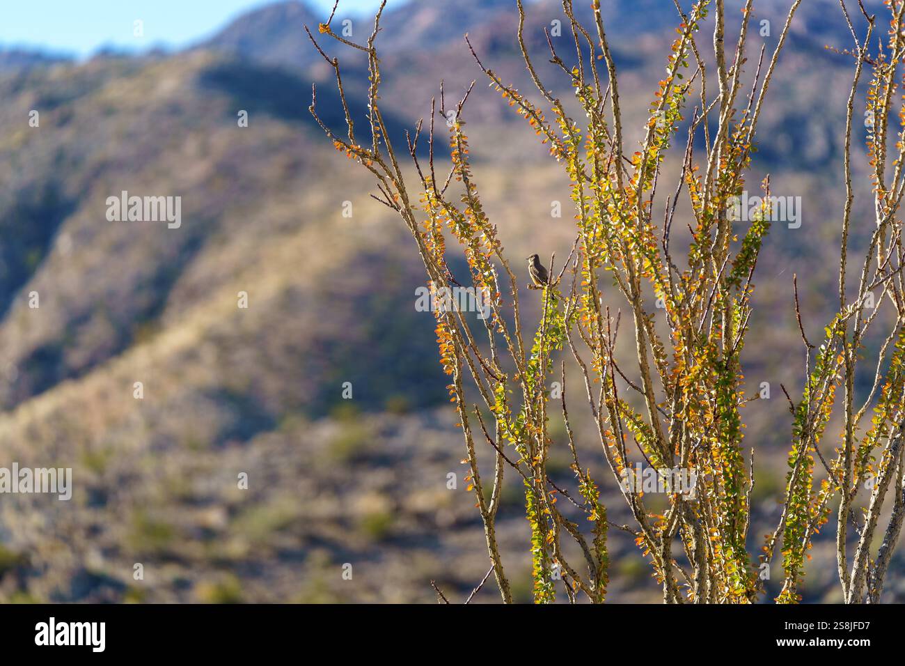 Ocotillo plant with a small hummingbird. Mountains and desert with copy ...