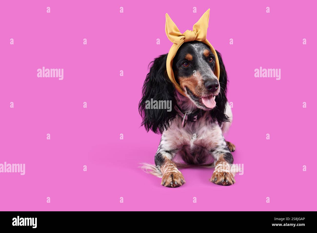 Cute cocker spaniel lying on purple background Stock Photo - Alamy