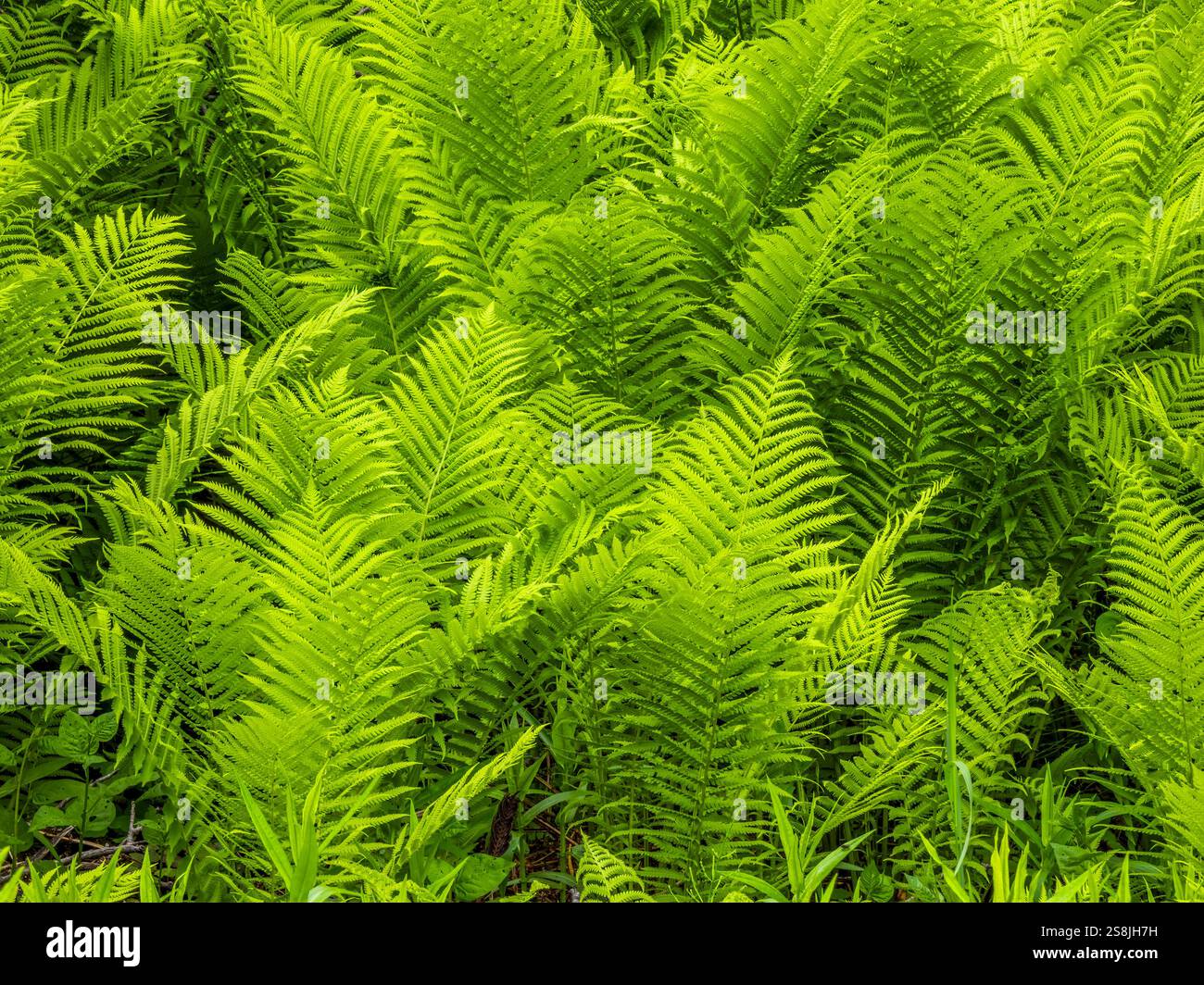 One fern leaf hi-res stock photography and images - Alamy