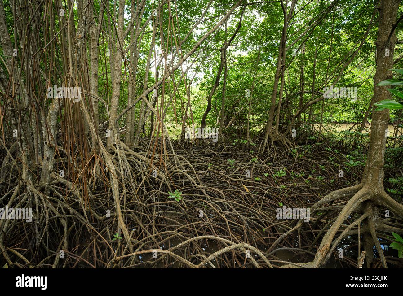 Mangrove roots in wetland habitat. Coastal forest. Nature's carbon ...