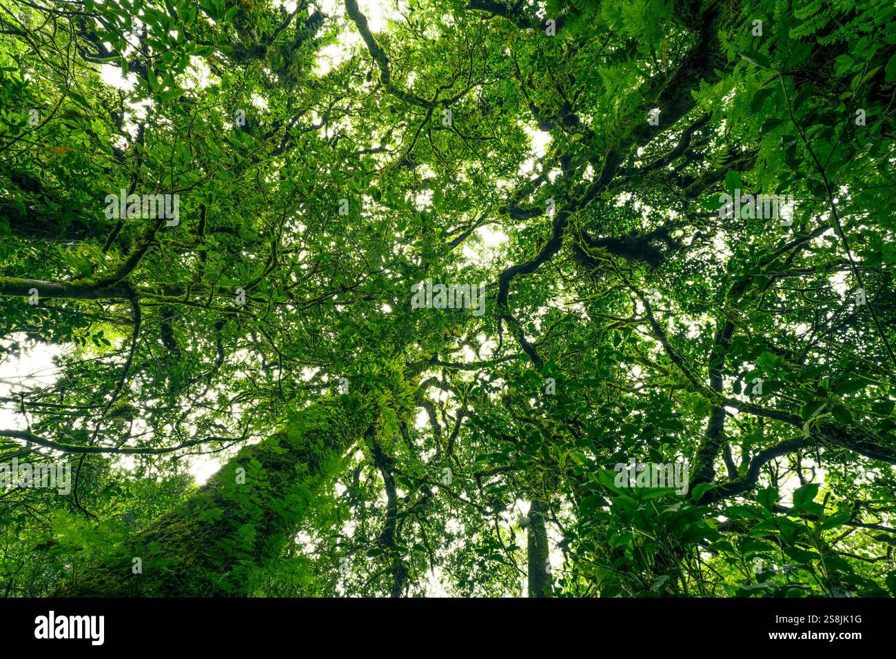 Green tree forest with sunlight through green leaves. Natural carbon ...