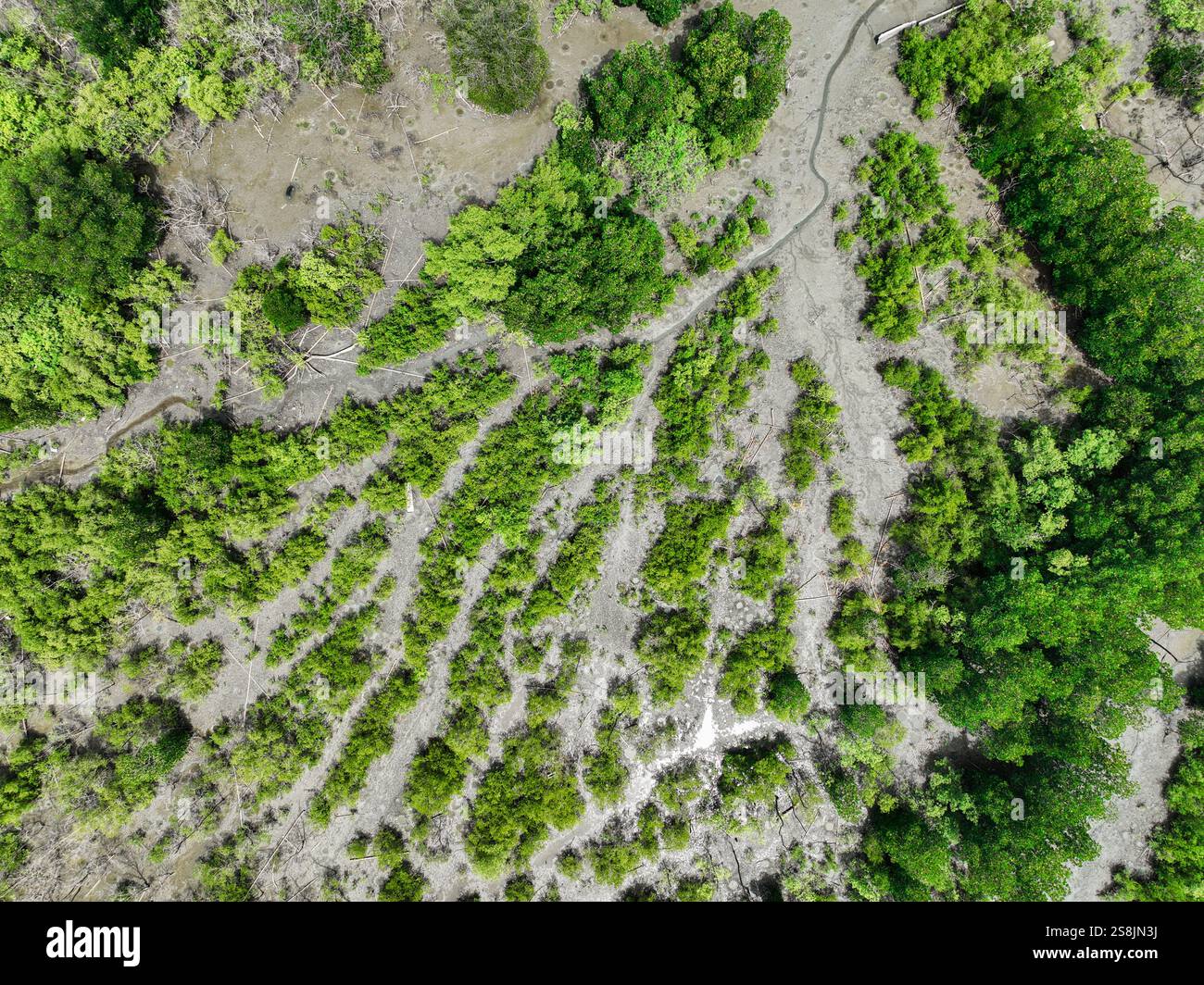 Aerial top view of green mangrove forest. Mangrove ecosystem. Natural ...