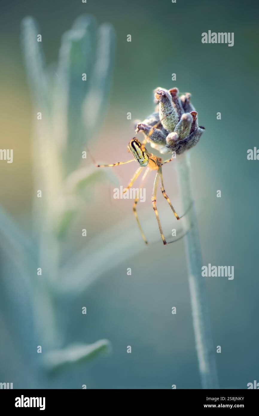 Argiope argentata, commonly known as the silver argiope or silver ...