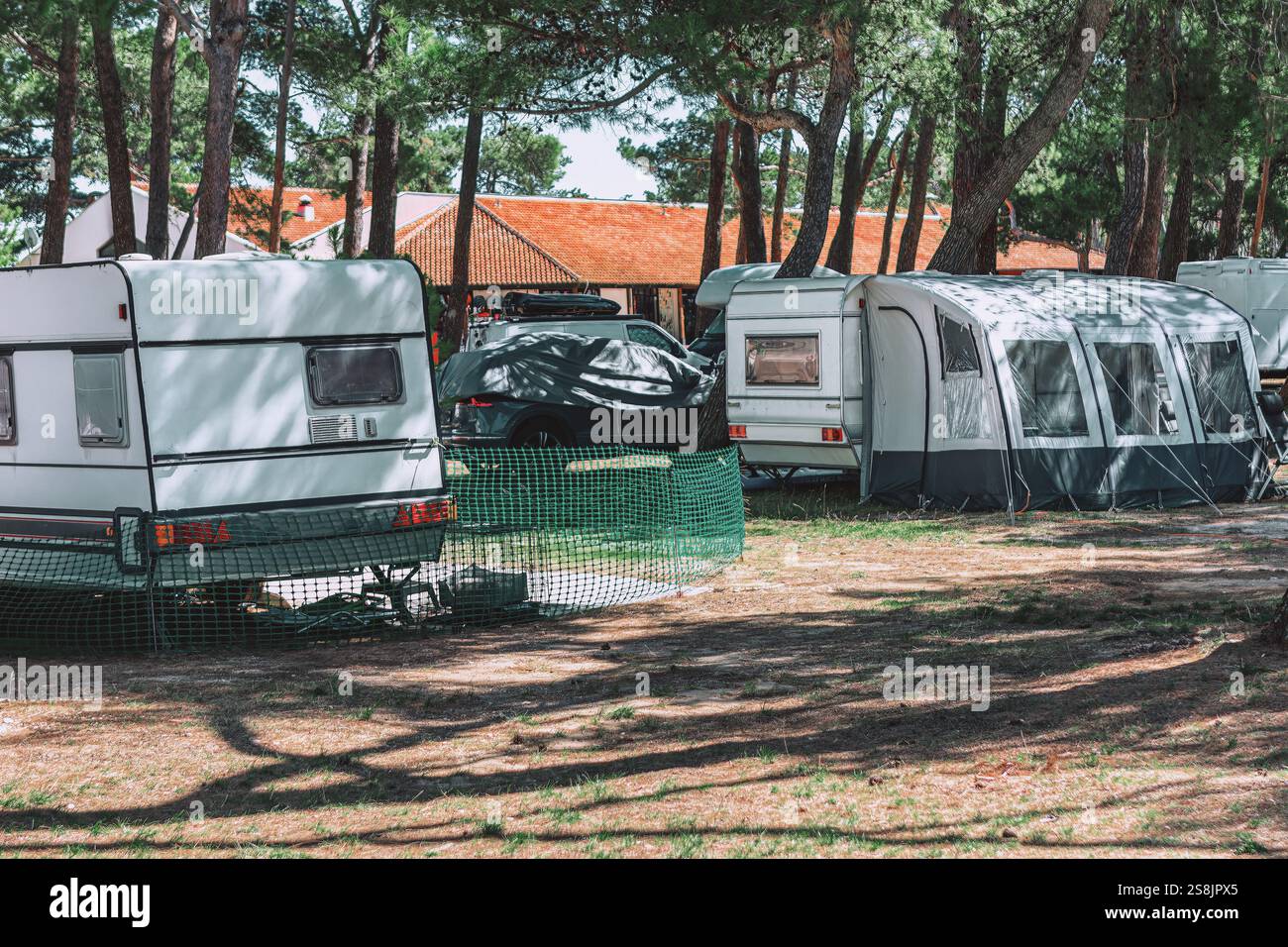 Camping area with several caravans and tents set up among tall pine ...