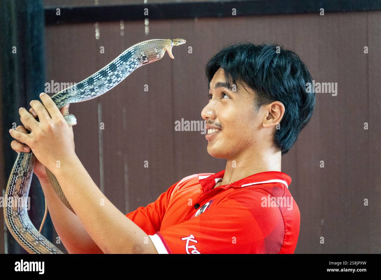 Bangkok, thailand - Dec 25 2024: a thai jumping jungle snake Stock ...